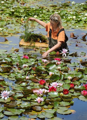 Gardener Heike Finke Aquatic Plant Nursery Editorial Stock Photo ...