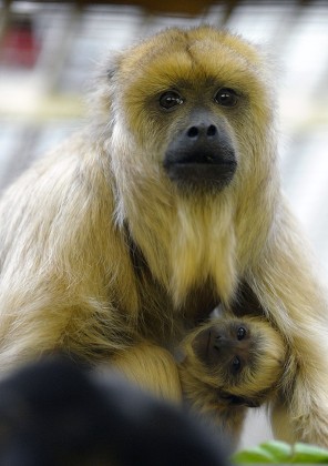 Female Black Howler Monkey Alouatta Caraya Editorial Stock Photo ...