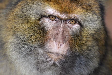 Barbary Macaque Sits Sun Affenberg Zoo Editorial Stock Photo - Stock ...