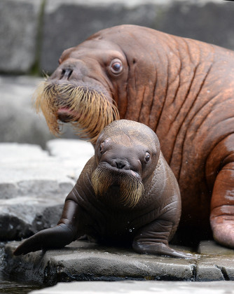 Walrus Mother Dyna Looks Her Two Editorial Stock Photo - Stock Image ...