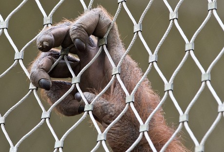 10 Ape skills Stock Pictures, Editorial Images and Stock Photos ...