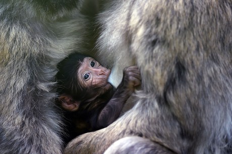 Twodayold Barbary Ape Baby Feeds Mother Editorial Stock Photo - Stock ...