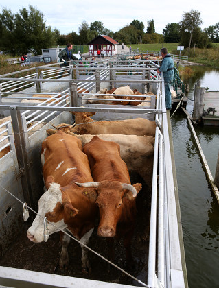 Cow Ferry Darss Farm Brings Cattle Editorial Stock Photo - Stock Image ...