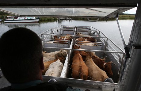 Cow Ferry Darss Farm Brings Cattle Editorial Stock Photo - Stock Image ...