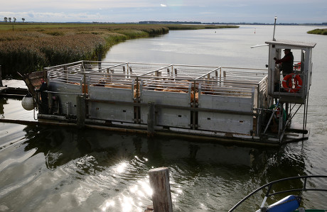 Cow Ferry Darss Farm Brings Cattle Editorial Stock Photo - Stock Image ...