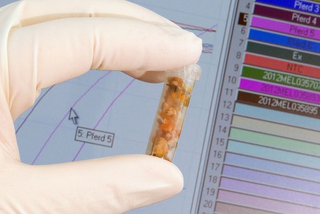 Meat Sample Test Tube Seen Front Editorial Stock Photo - Stock Image ...