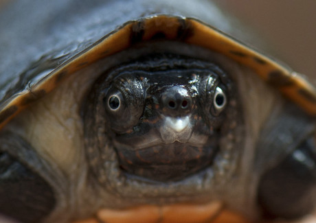 Bornean River Turtle Orlitia Borneensis Presented Editorial Stock Photo ...