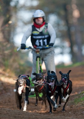 Man Races His Team Dogs During Editorial Stock Photo - Stock Image ...