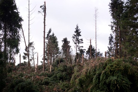 Broken Trees Patch Forest Flensburg Germany Editorial Stock Photo ...