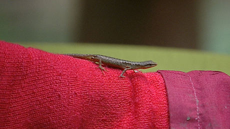 Lizard On Brian Paddicks Foot Editorial Stock Photo - Stock Image ...