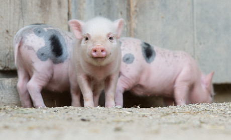 Miniature Pigs Stand Enclosure Zoo Hanover Editorial Stock Photo ...