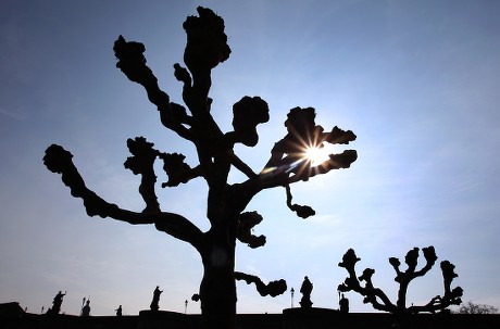 Sun Shines Crippled Branches Plane Trees Editorial Stock Photo - Stock ...