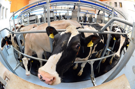Dairy Cows Stand Fully Loaded Milking Editorial Stock Photo - Stock ...
