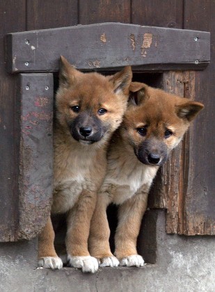 Four Dingo Puppies Look Out Their Editorial Stock Photo - Stock Image ...