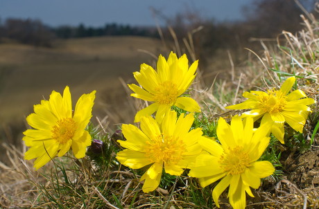 Adonis Flowers Bloom On Meadow Oderbruch Editorial Stock Photo - Stock ...