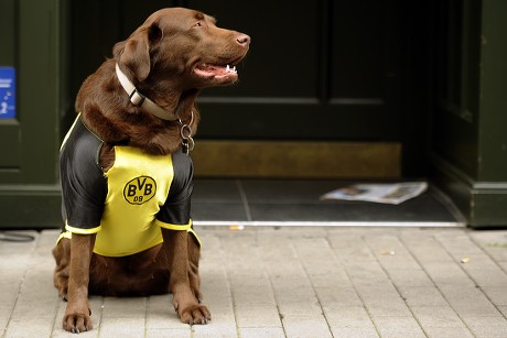 Dog Wears Jersey Borussia Dortmund Dortmund Editorial Stock Photo ...