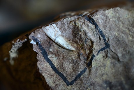 Fossilized Tooth Archosaurs On Display Museum Editorial Stock Photo ...