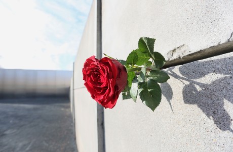 Red Rose Placed Joint Two Segments Editorial Stock Photo - Stock Image ...