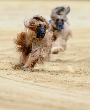 60 Afghan hounds Stock Pictures, Editorial Images and Stock Photos ...