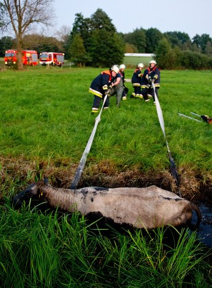 Cow Stuck Ditch Billwerder Hamburg Germany Editorial Stock Photo ...