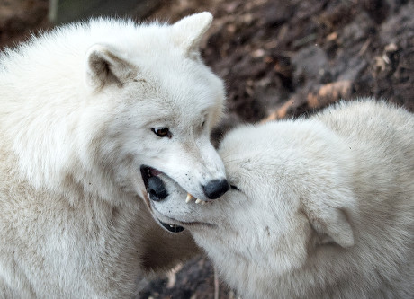 Arctic Wolves Their New Enclosure Wildlife Editorial Stock Photo ...