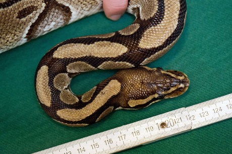 1 22 Metre Ball Python Peter Editorial Stock Photo - Stock Image ...