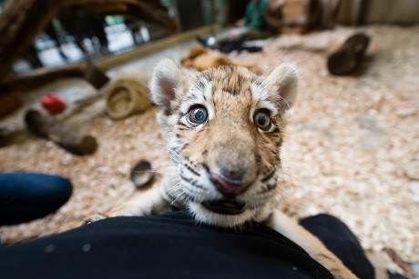 Twelveweekold Female Tiger Cub Alisha Sits Editorial Stock Photo ...