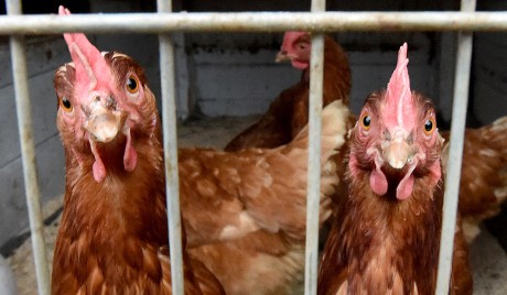 Chicken Loock Through Bars Their Locked Editorial Stock Photo - Stock ...