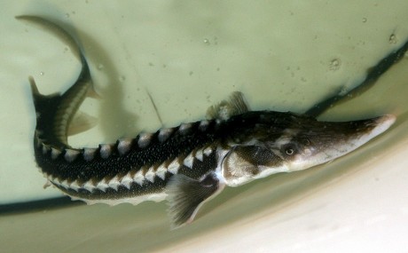 Rare Starry Sturgeon Seen Multimar Wattforum Editorial Stock Photo ...