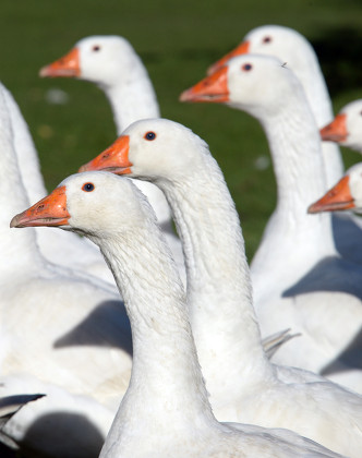 White Geese Waddle On Meadow Riesterer Editorial Stock Photo - Stock ...