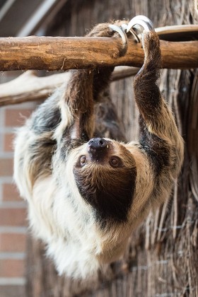 Twotoed Sloth Julius Accessible Enclosure Sloths Editorial Stock Photo ...
