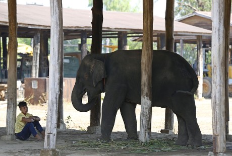 Mahout Elephant Rider Sits Near Trained Editorial Stock Photo - Stock ...