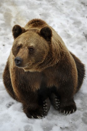 Tibor Male Brown Bear Lured Out Editorial Stock Photo - Stock Image ...