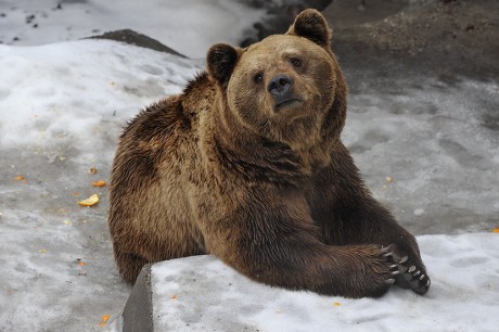 Tibor Male Brown Bear Lured Out Editorial Stock Photo - Stock Image ...
