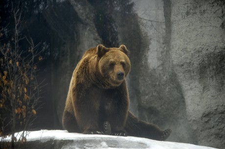 Tibor Male Brown Bear Lured Out Editorial Stock Photo - Stock Image ...
