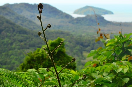 LANDSCAPE MOUNT ALEXANDRA LOOKOUT DAINTREE NATIONAL Editorial Stock ...