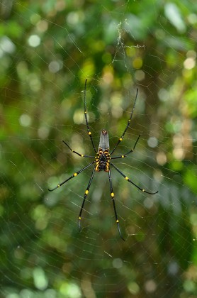 40 Banana spider Stock Pictures, Editorial Images and Stock Photos ...