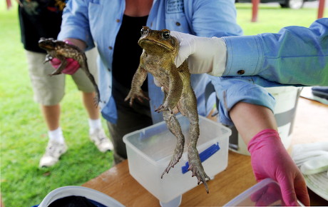 Giant Cane Toad 18 4 Cm Editorial Stock Photo - Stock Image | Shutterstock