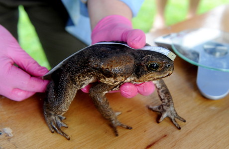 Giant Cane Toad 18 4 Cm Editorial Stock Photo - Stock Image | Shutterstock