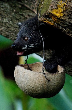 Indah Baby Binturong Explores Her Enclosure Editorial Stock Photo ...