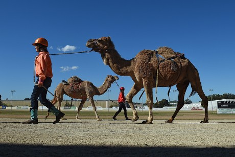 Cameleer Emily Parrot Leads Her Camel Editorial Stock Photo - Stock ...