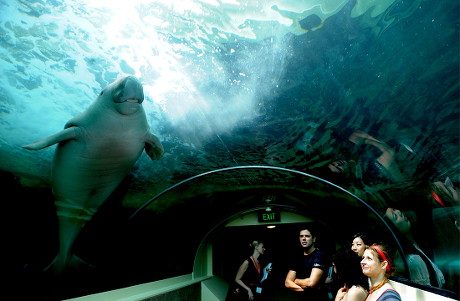 Dugong Swims Around New Habitat Mermaid Editorial Stock Photo - Stock ...