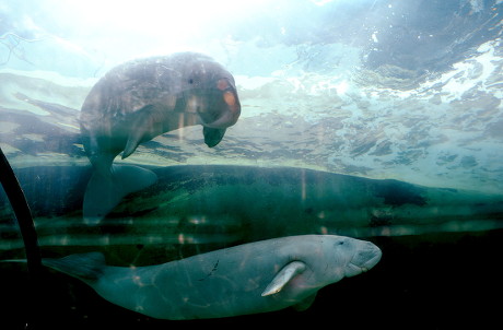 Dugong Swims Around New Habitat Mermaid Editorial Stock Photo - Stock ...