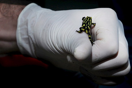 Tiny Corroboree Frog Held Palm Zoo Editorial Stock Photo - Stock Image ...