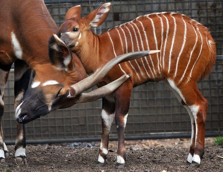 Rare Eastern Bongo Calf Makes Public Editorial Stock Photo - Stock ...