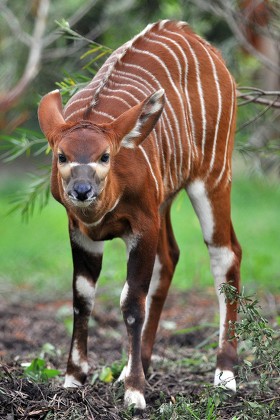 Rare Eastern Bongo Calf Makes Public Editorial Stock Photo - Stock ...