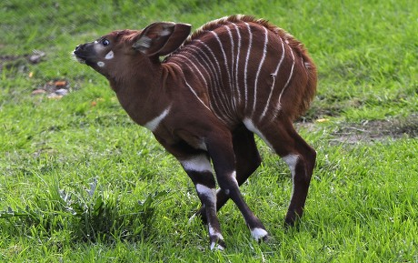 Rare Eastern Bongo Calf Makes Public Editorial Stock Photo - Stock ...