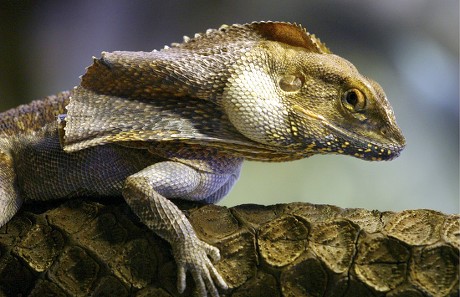Native Australian Frilled Neck Lizard Seen Editorial Stock Photo ...