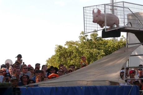 13 Diving pig Stock Pictures, Editorial Images and Stock Photos ...