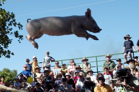 13 Diving pig Stock Pictures, Editorial Images and Stock Photos ...